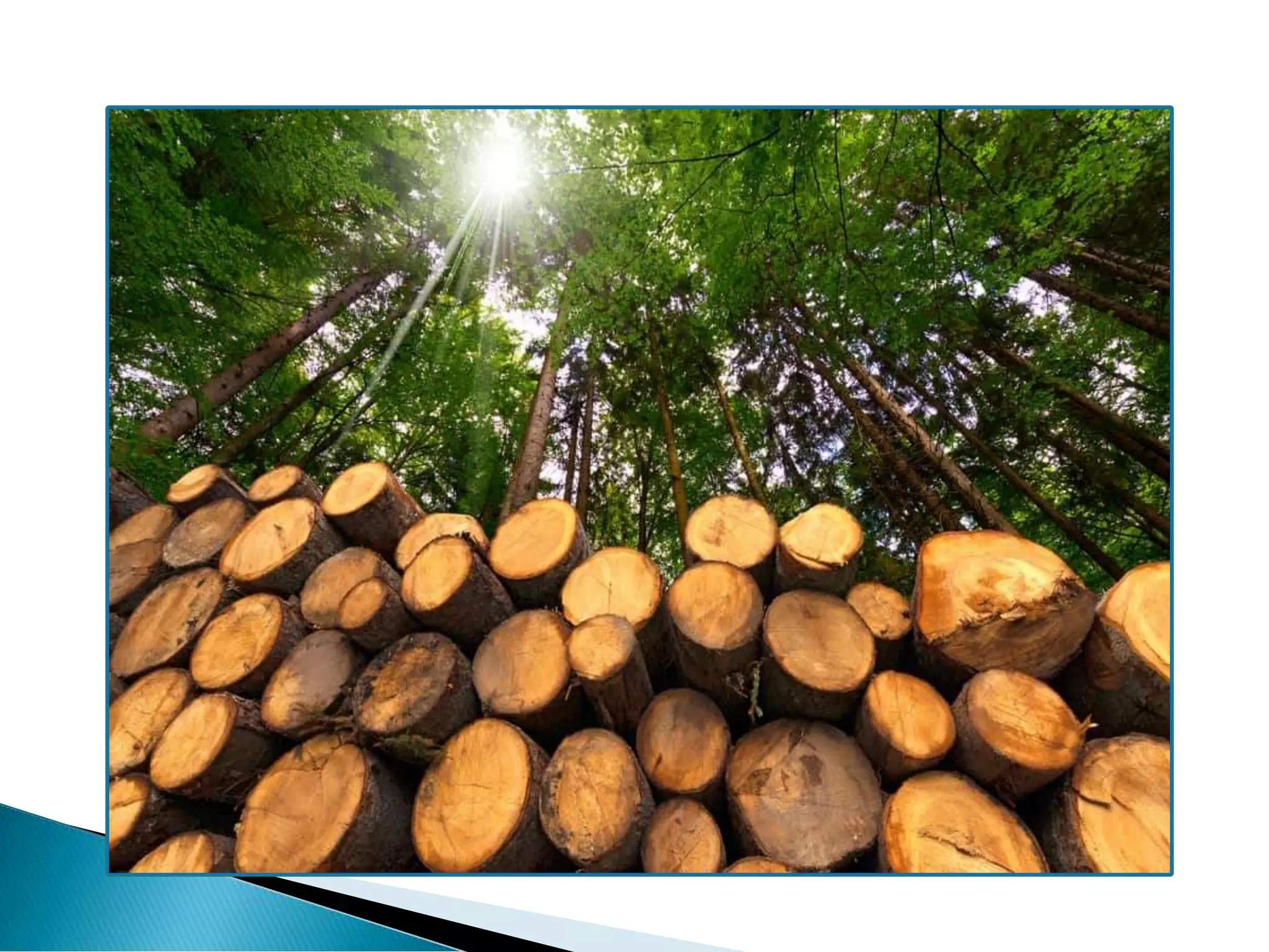 Wood-Types, properties & Importance | PDF