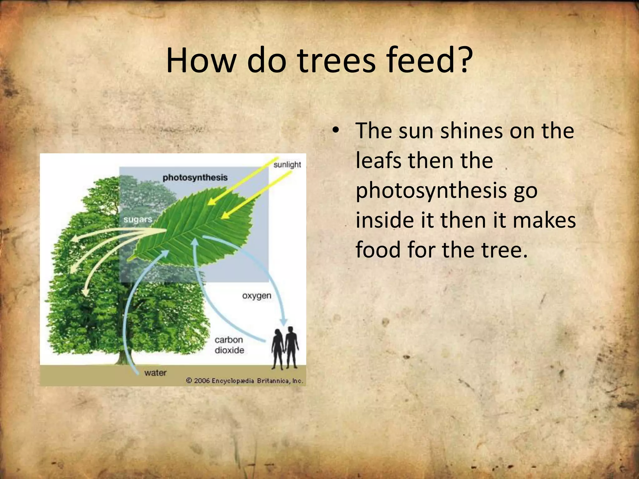 Wood a detailed study | PDF | Woodworking | Arts and Crafts