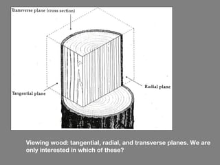 Wood anatomy | PPT