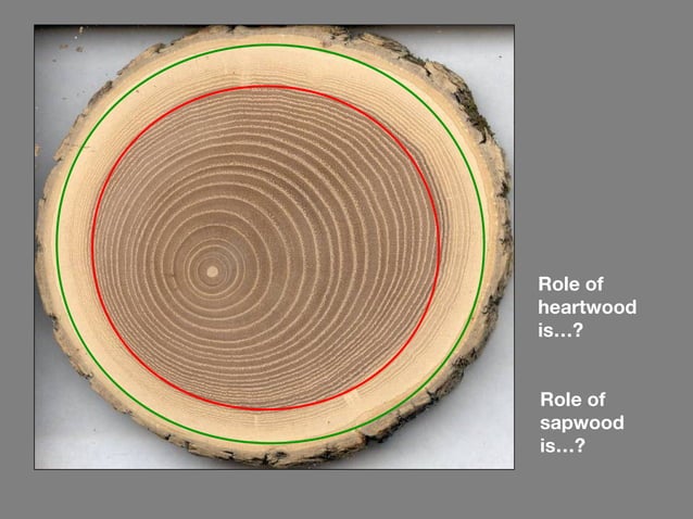 Wood anatomy | PPT