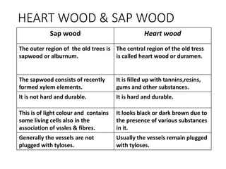 Wood anatomy | PPTX