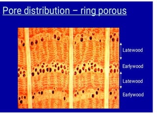 Wood anatomy | PPTX