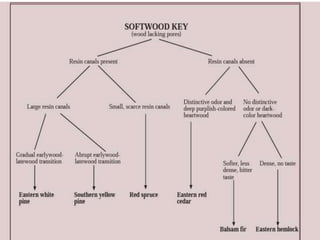 Wood anatomy | PPTX