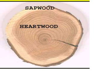 Wood anatomy | PPTX