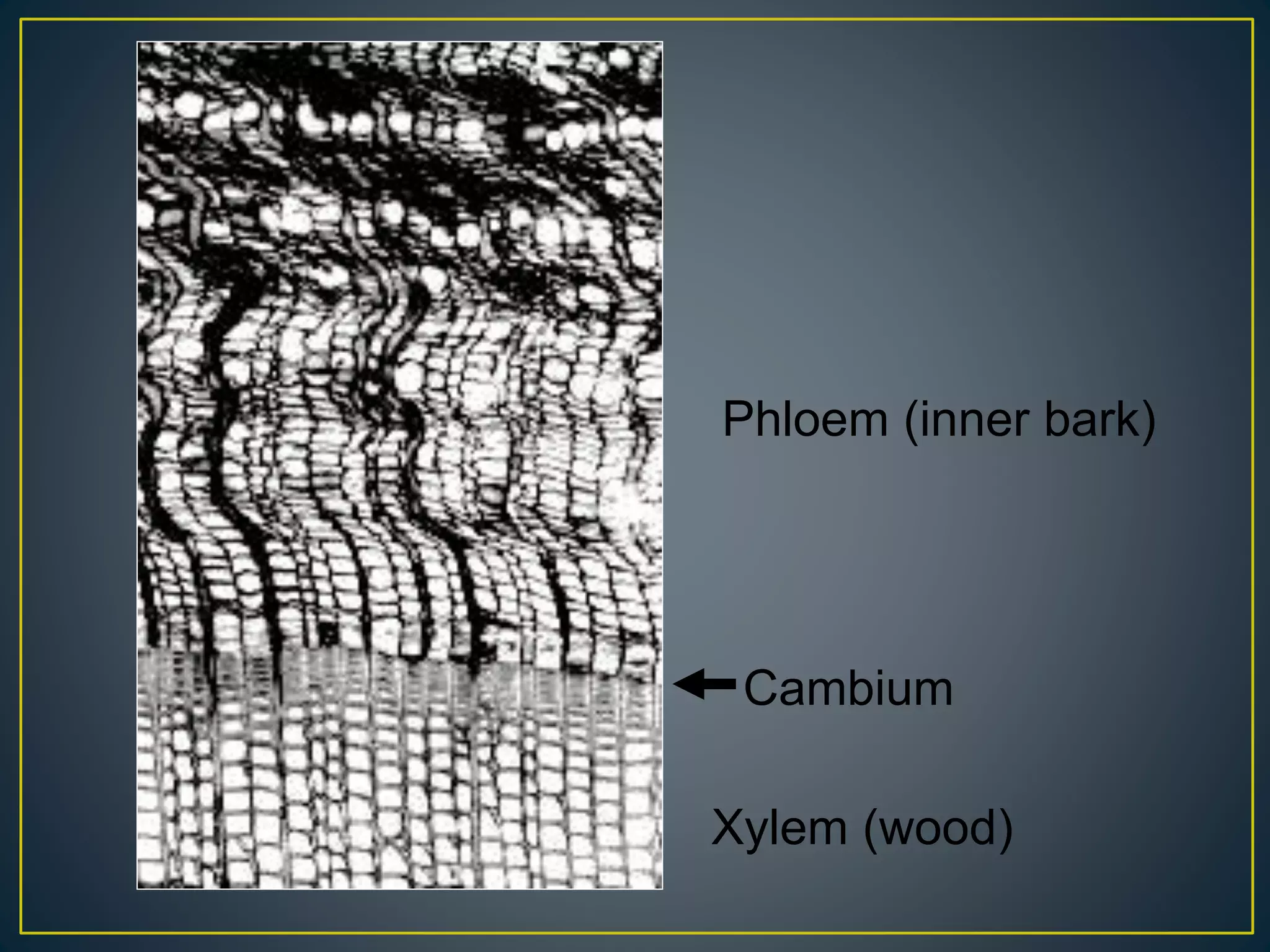 Tree Rings: Wood Anatomy | PPT