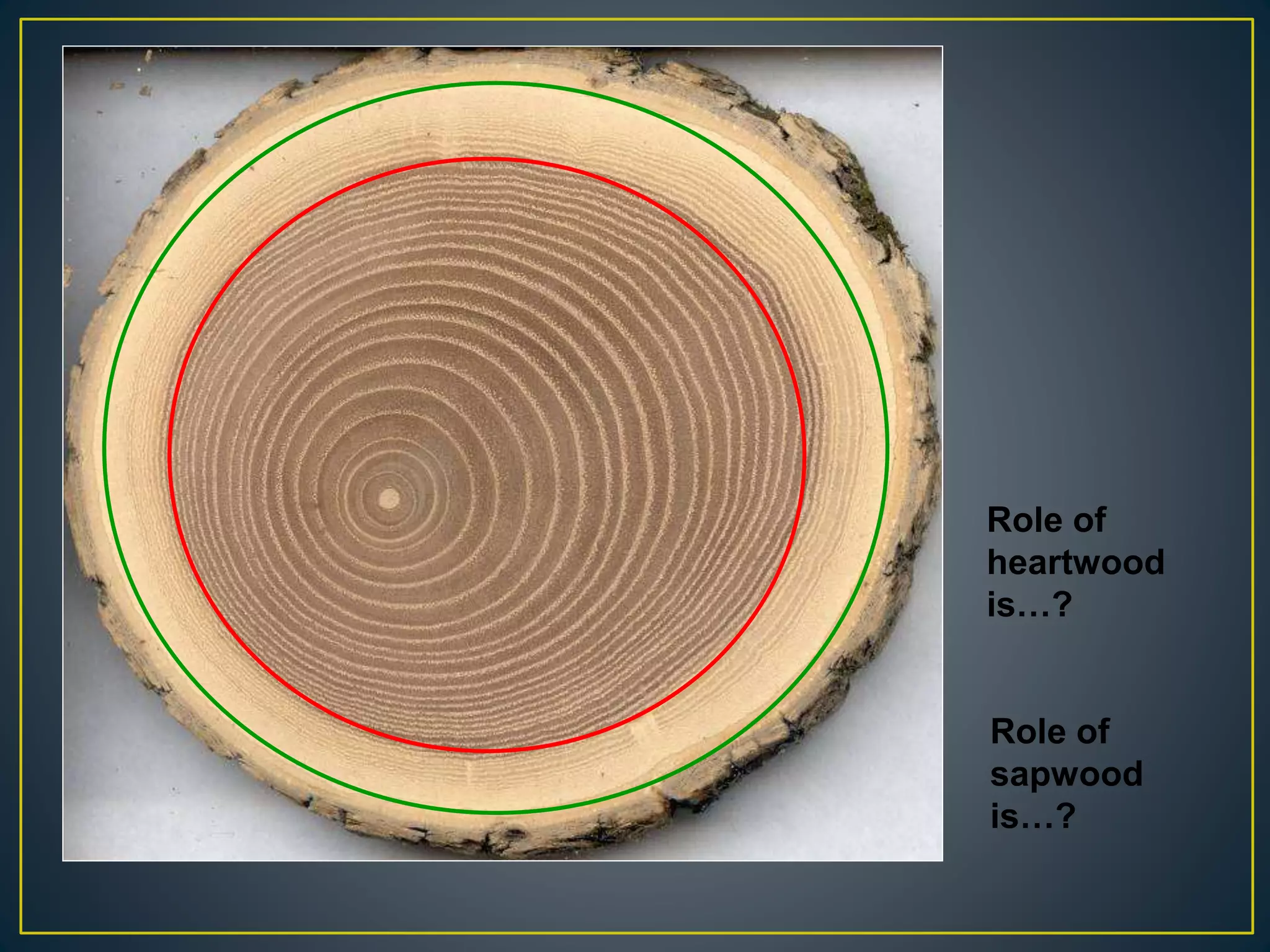 Tree Rings: Wood Anatomy | PPT