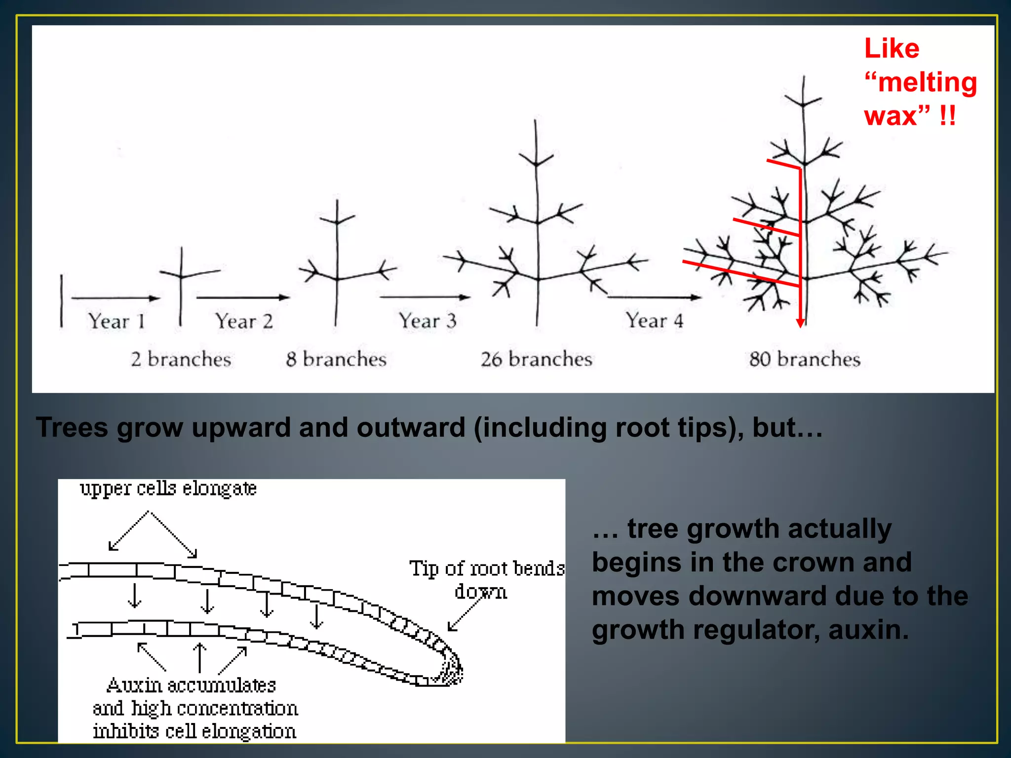 Tree Rings: Wood Anatomy | PPT