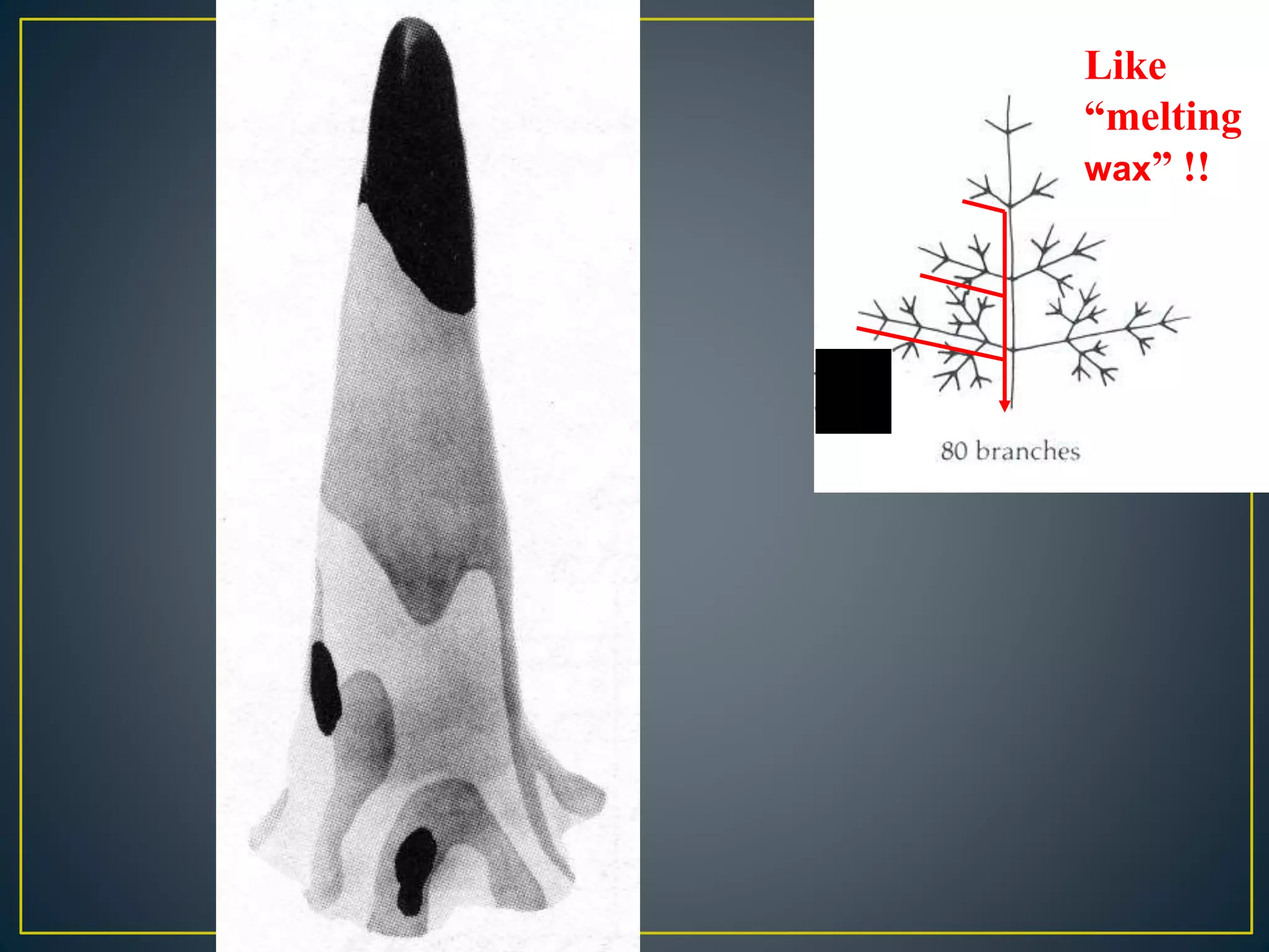 Tree Rings: Wood Anatomy | PPT