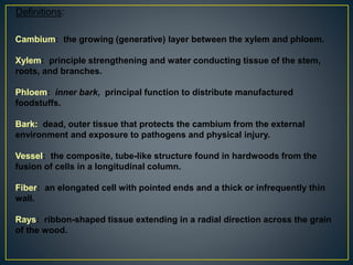 Tree Rings: Wood Anatomy | PPT