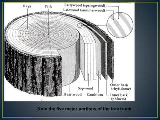 Tree Rings: Wood Anatomy | PPT