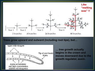 Tree Rings: Wood Anatomy | PPT