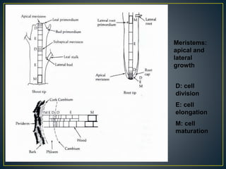 Tree Rings: Wood Anatomy | PPT