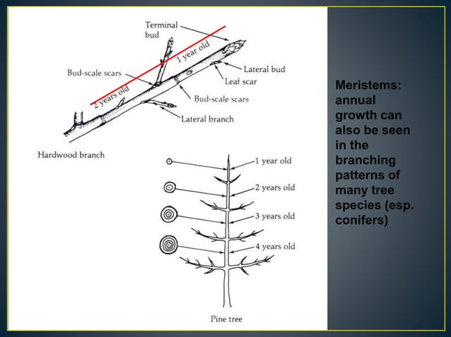 Tree Rings: Wood Anatomy | PPT | Woodworking | Arts and Crafts