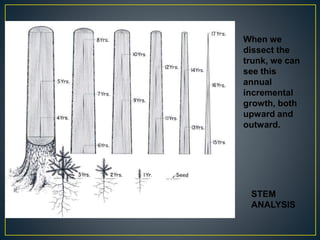 Tree Rings: Wood Anatomy | PPT