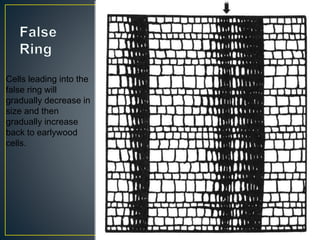 Tree Rings: Wood Anatomy | PPT | Woodworking | Arts and Crafts