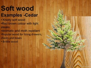Wood and it's types. | PPTX