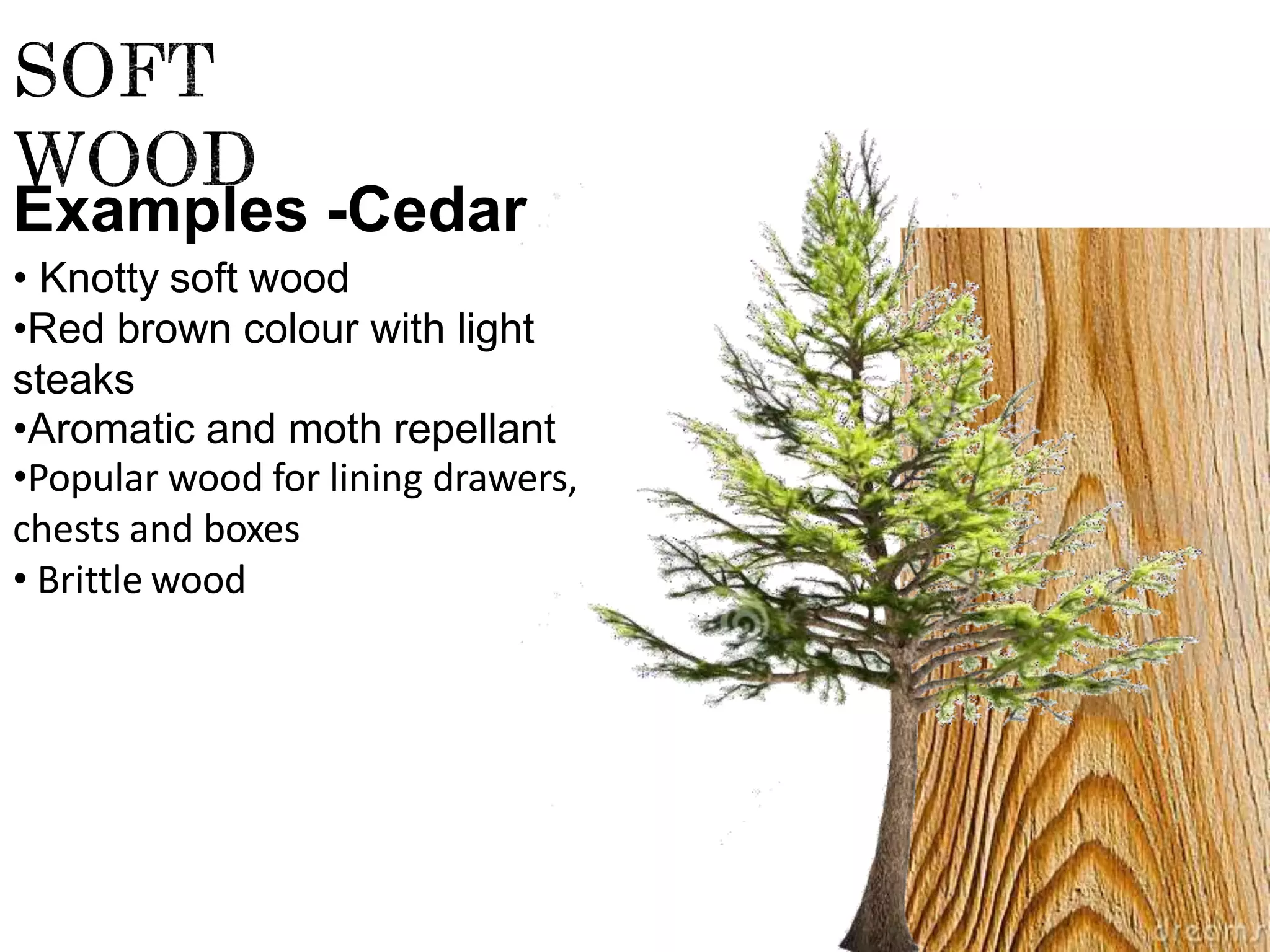 wood and wood products.pptx