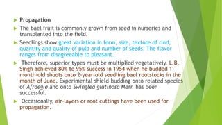 @Wood apple,Bael,Aegle marmelos and its cultivation intro and its ...