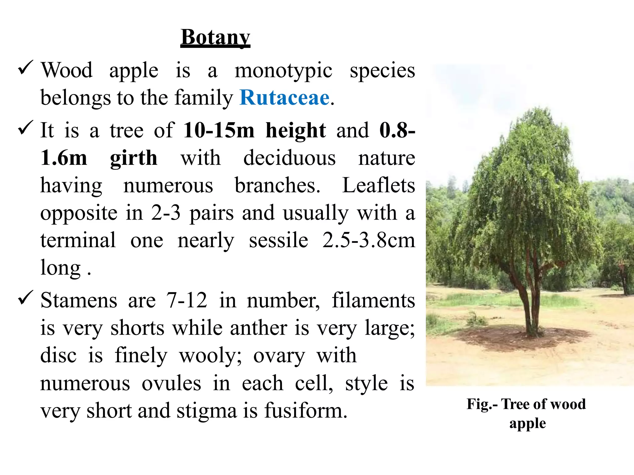 WOOD APPLE.pptx