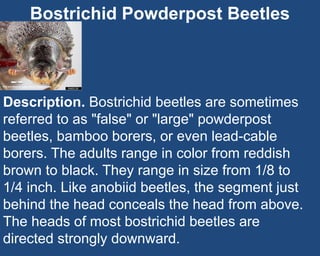 DPR Wood Boring Beetles in Homes.pptx.pdf