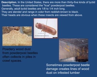 DPR Wood Boring Beetles in Homes.pptx.pdf