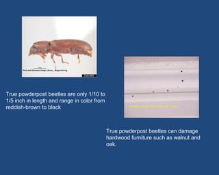 Wood Boring Beetles in Homes PDF.pdf