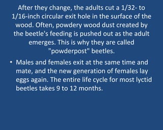 Wood Boring Beetles in Homes PDF.pdf