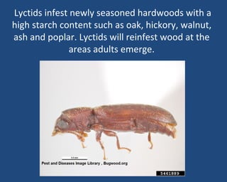 Wood Boring Beetles in Homes PDF.pdf