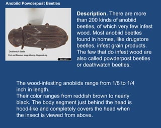 Wood Boring Beetles in Homes PDF.pdf