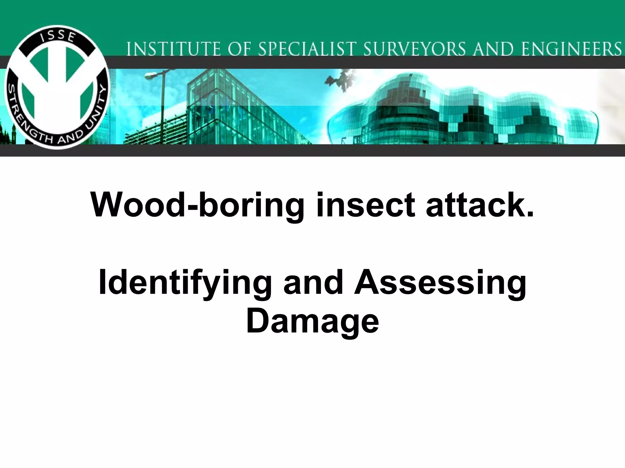 Wood boring insects | PPT