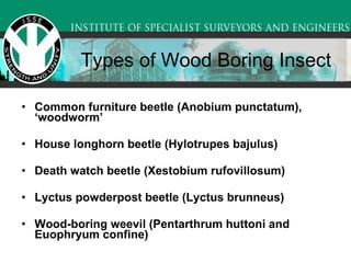 Wood boring insects | PPT