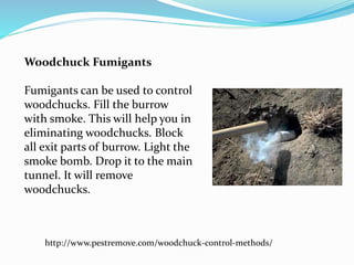 Woodchuck control methods | PPT