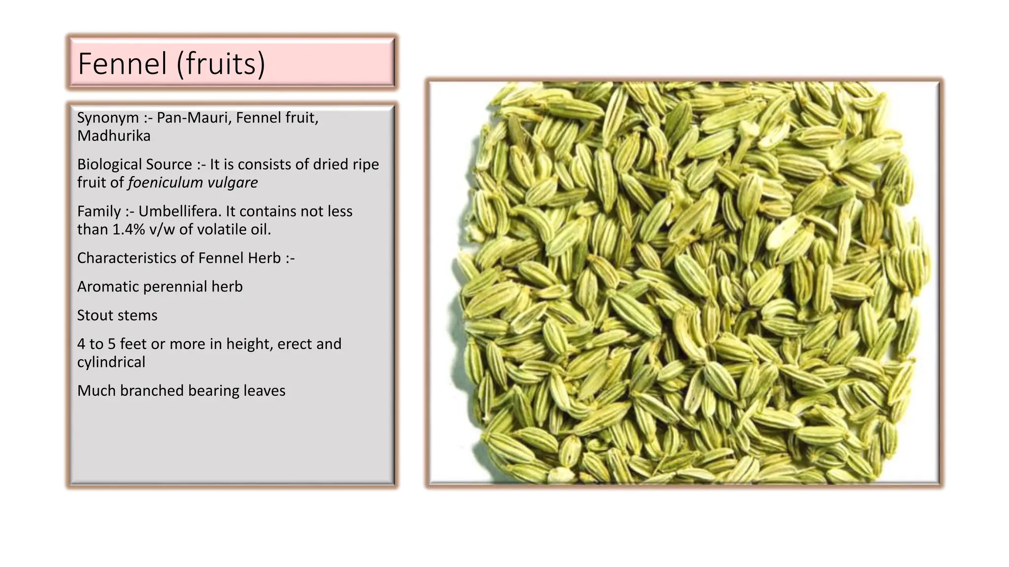 Cultivation, Collection and T.S , Powder Character Wood (Quassia ...