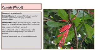 Cultivation, Collection and T.S , Powder Character Wood (Quassia ...