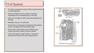 Cultivation, Collection and T.S , Powder Character Wood (Quassia ...