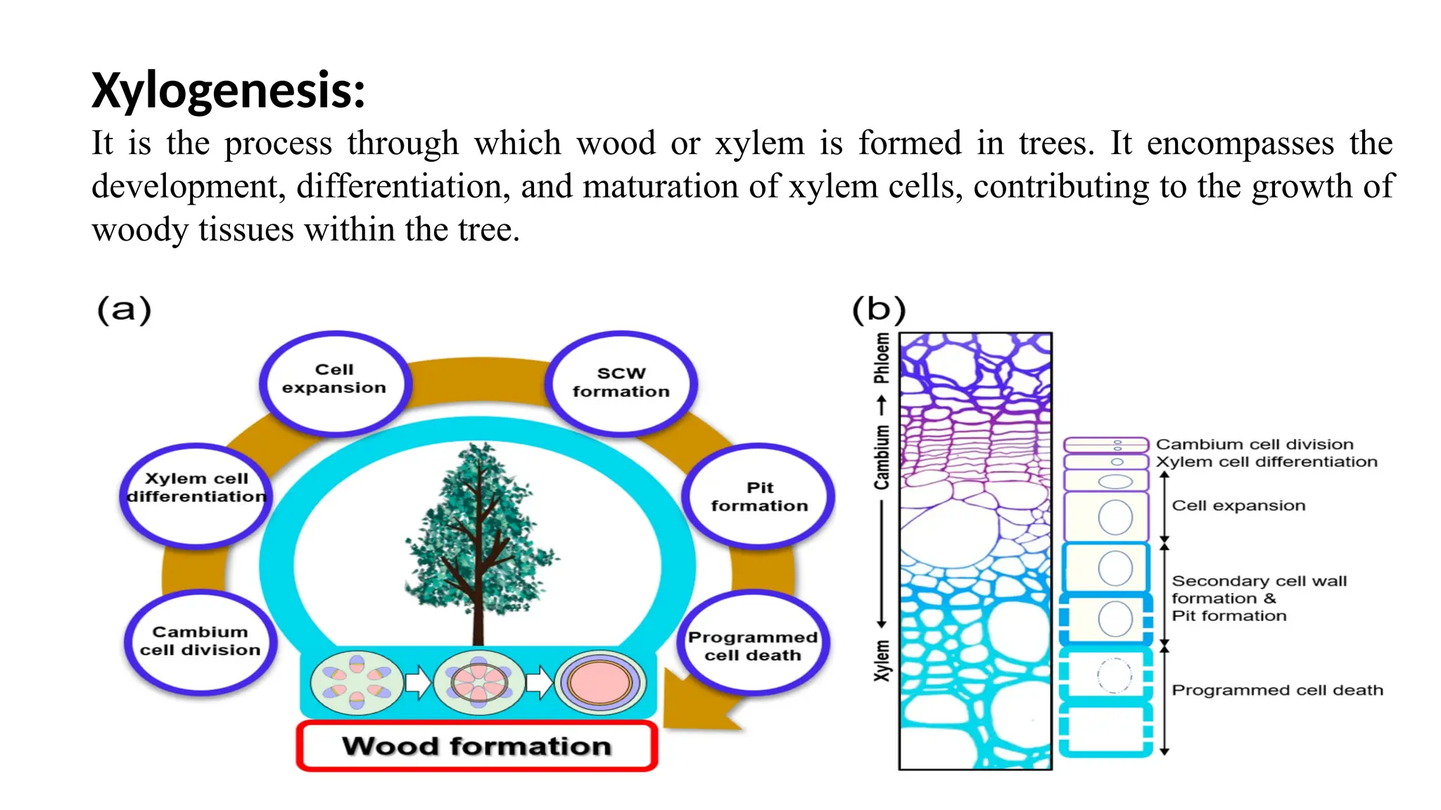wood formation and its tyes detail .pptx