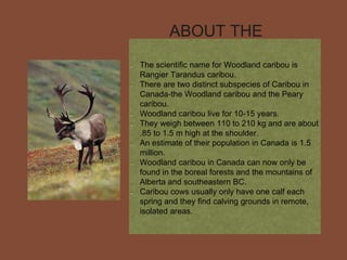 Woodland caribou | PPTX