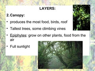 Woodland notes Notes on different types of forests, including niches ...