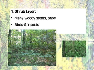 Woodland notes Notes on different types of forests, including niches ...