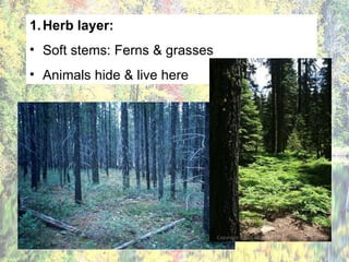 Woodland notes Notes on different types of forests, including niches ...