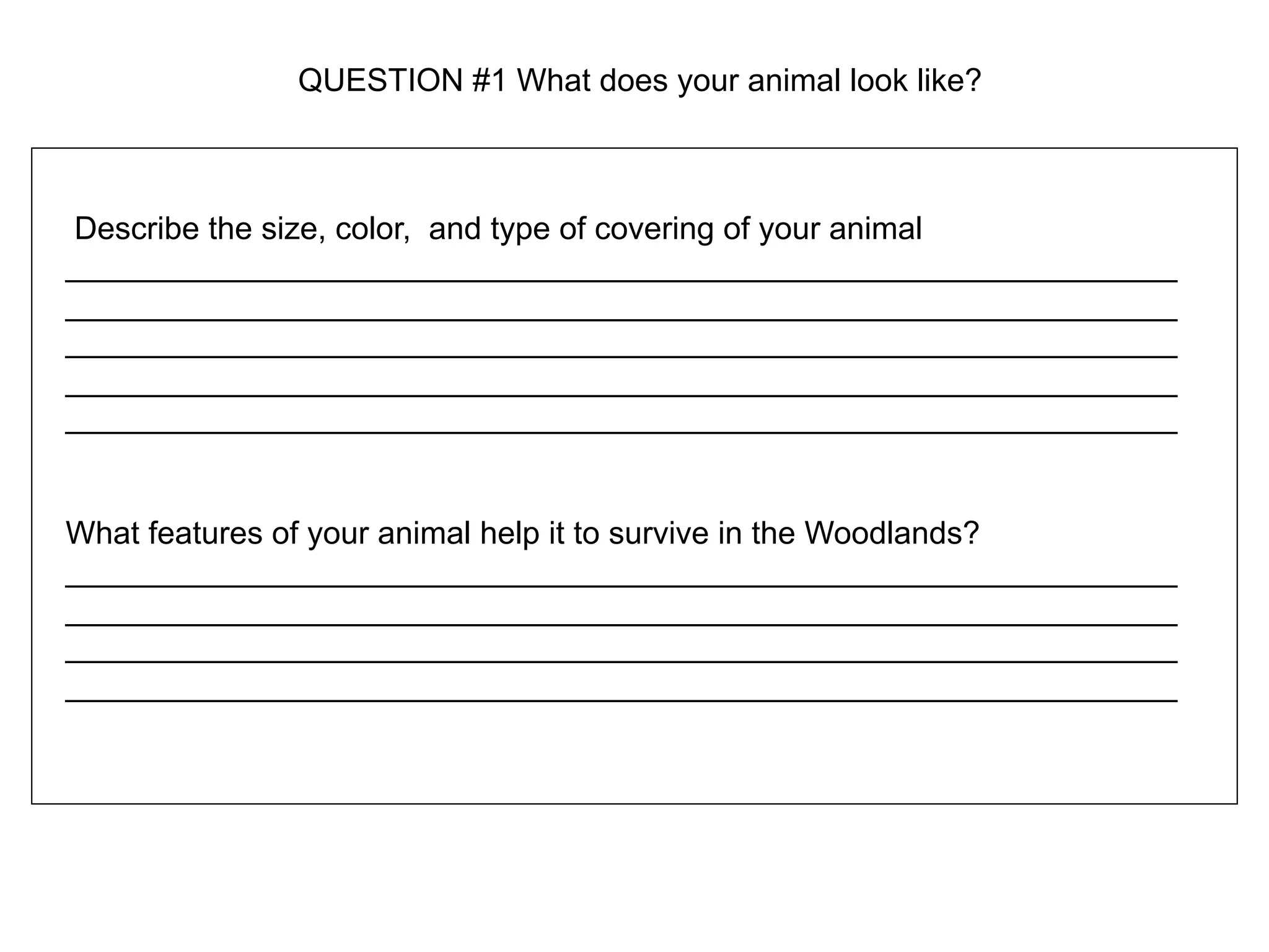 Woodland Animals | PDF