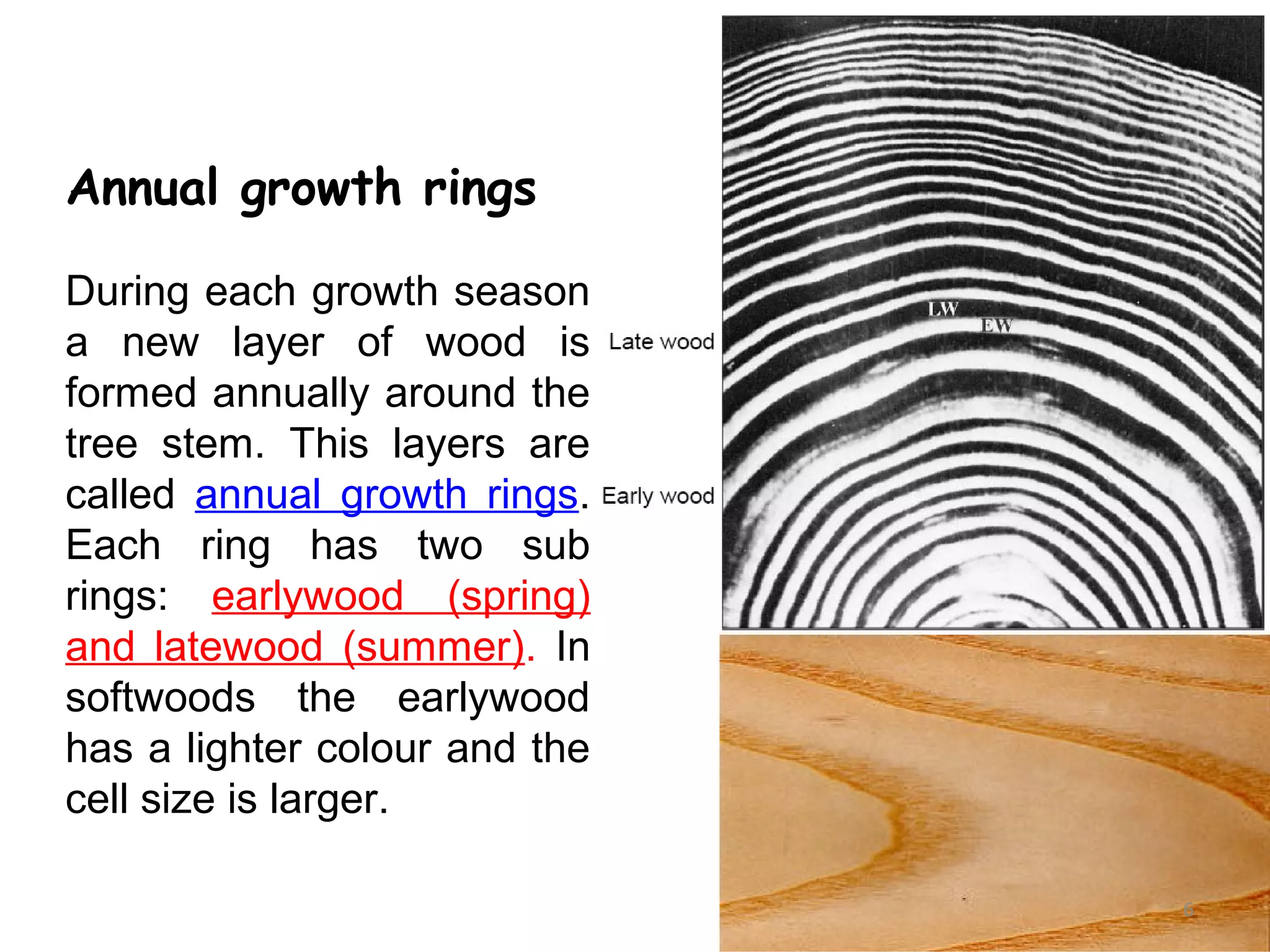 Wood (Microstructure) | PPT