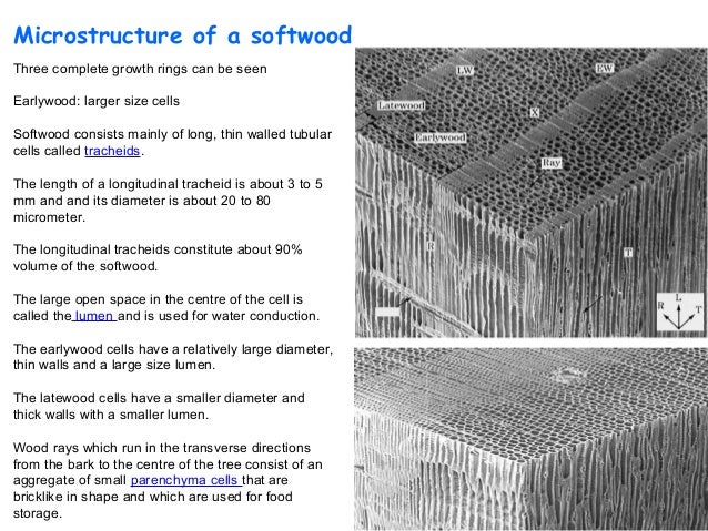 Difference between softwood and hardwood cell structure - omahapol