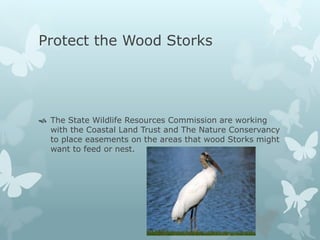 Wood storks | PPTX