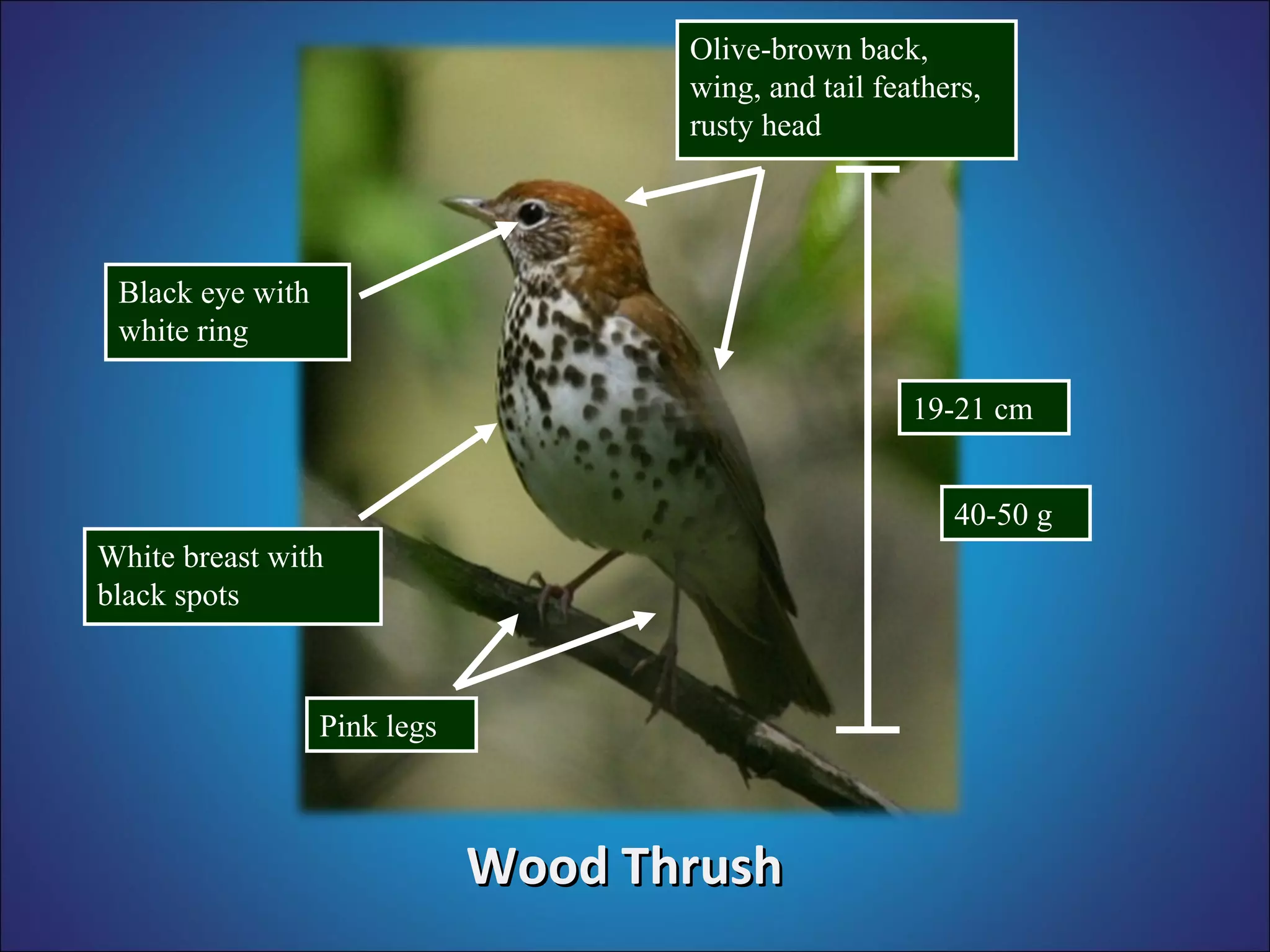 Wood thrush power point | PPT