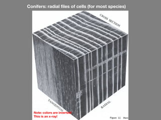 woodtypes-120404173147-phpapp02.pdf