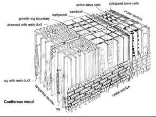 Wood types | PPT