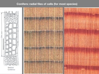 Wood types | PPT