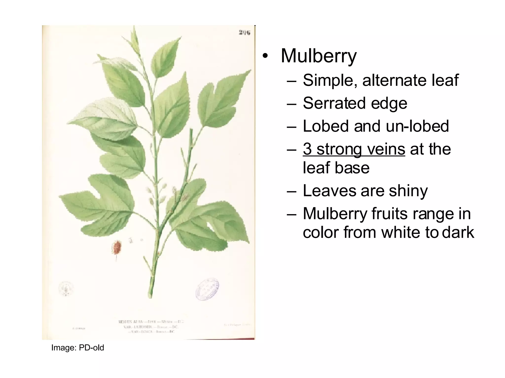 Woody Plant Identification | PPT