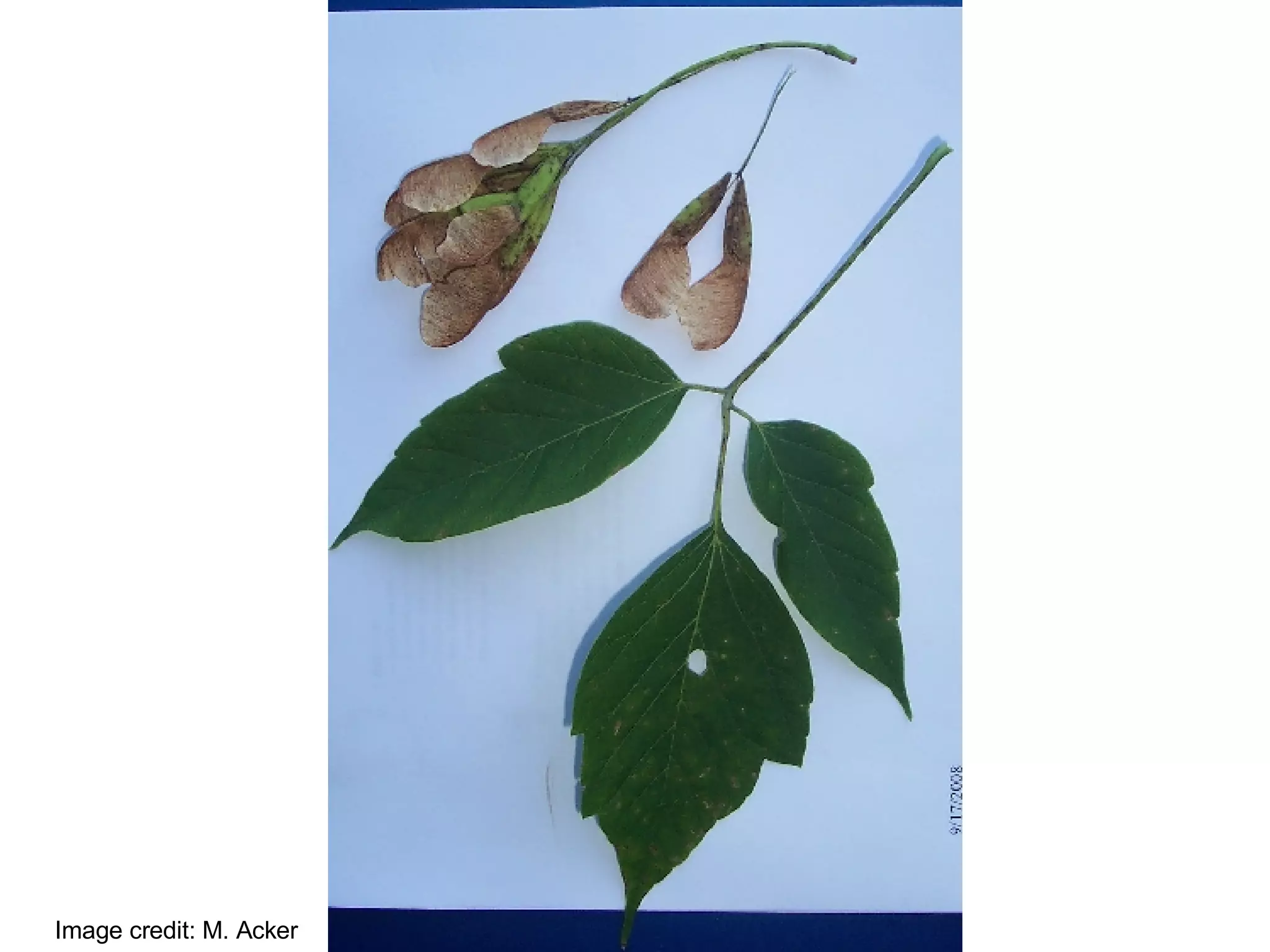 Woody Plant Identification | PPT